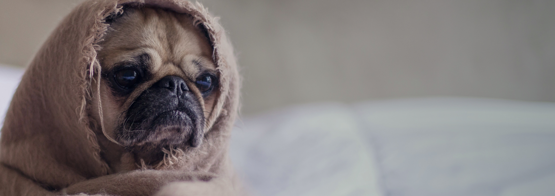 Our Luxury Day Care Service at Mabel & Friends