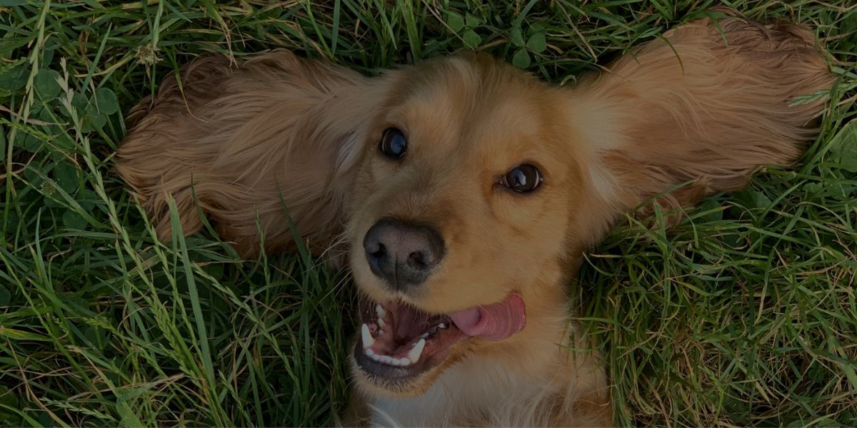 Essex Dog Care Services Day Care, Grooming, Training & More